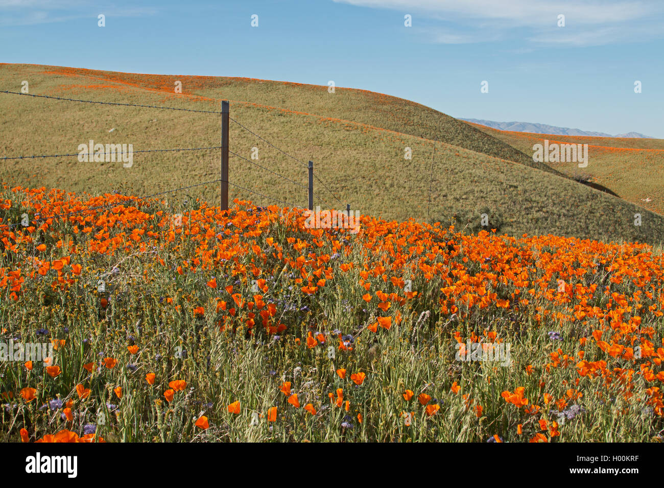 California Golden Poppies on rolling hills and fields in the high ...