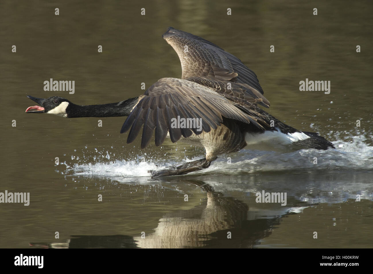 Canada geese landing on water hi-res stock photography and images - Alamy