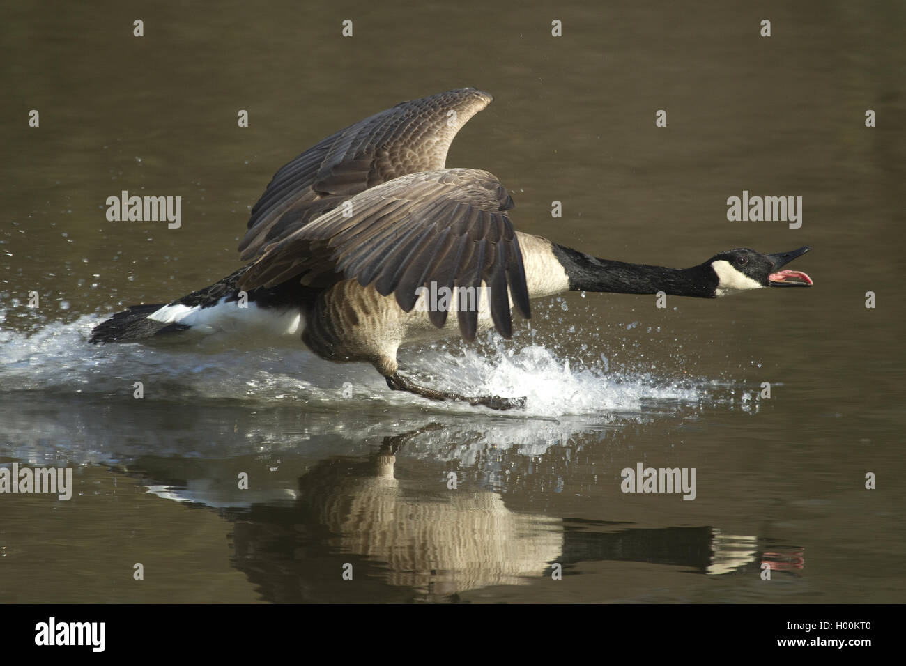 Canada geese landing on water hi-res stock photography and images - Alamy