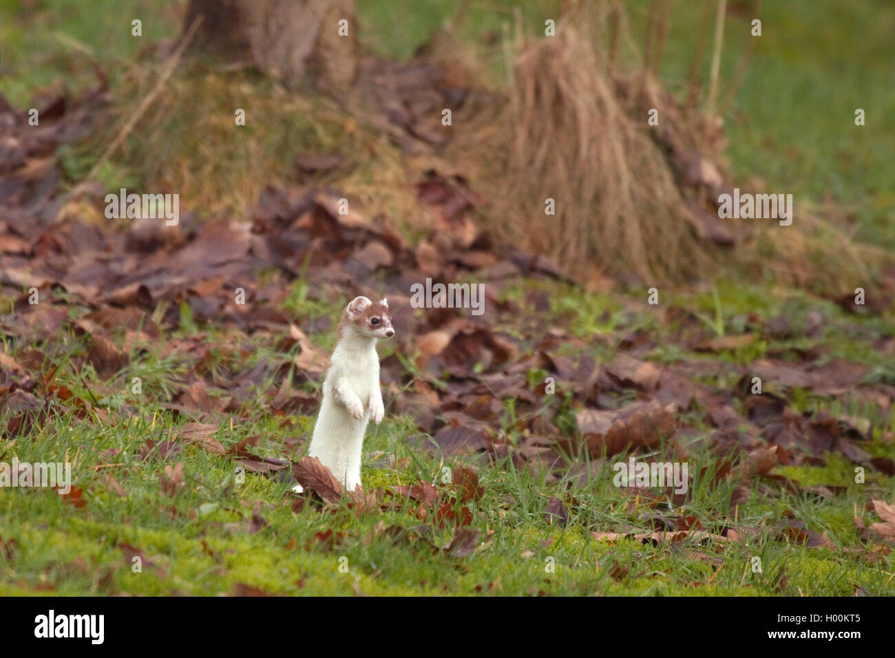 Ermine, Stoat, Short-tailed weasel (Mustela erminea), standing erect in ...