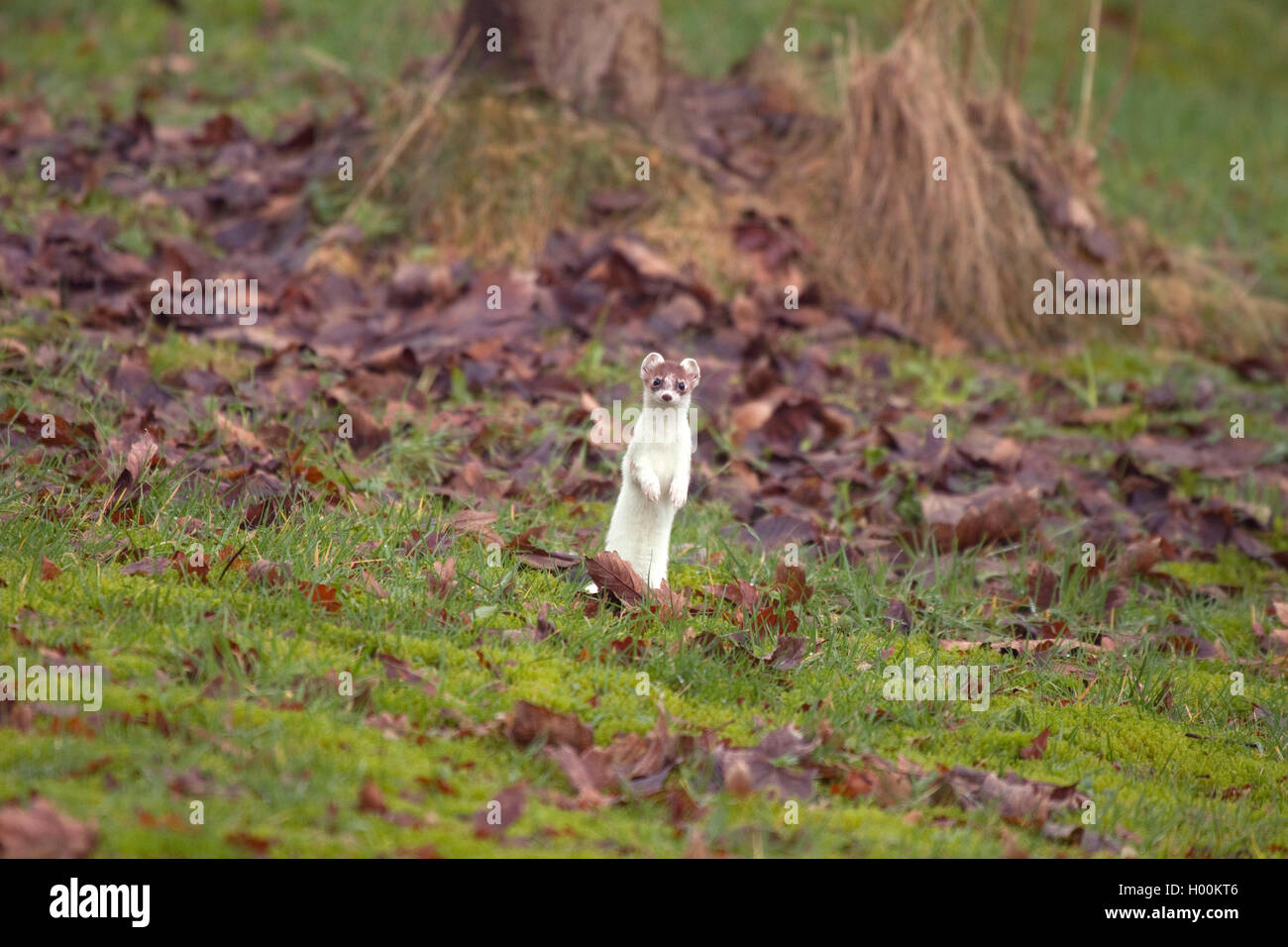 Ermine, Stoat, Short-tailed weasel (Mustela erminea), standing erect in ...