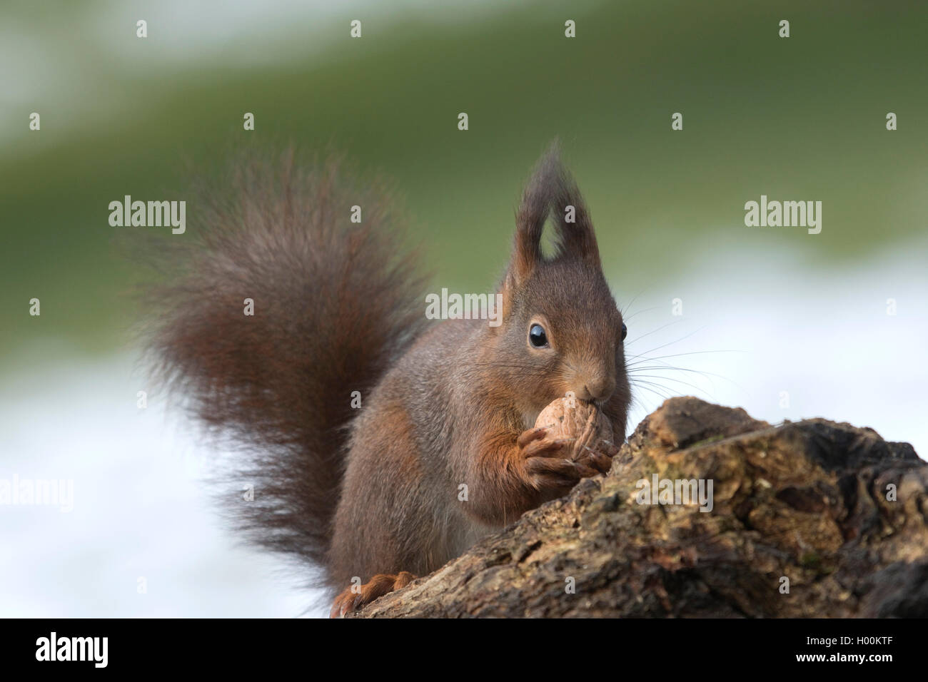 European red squirrel, Eurasian red squirrel (Sciurus vulgaris), with ...