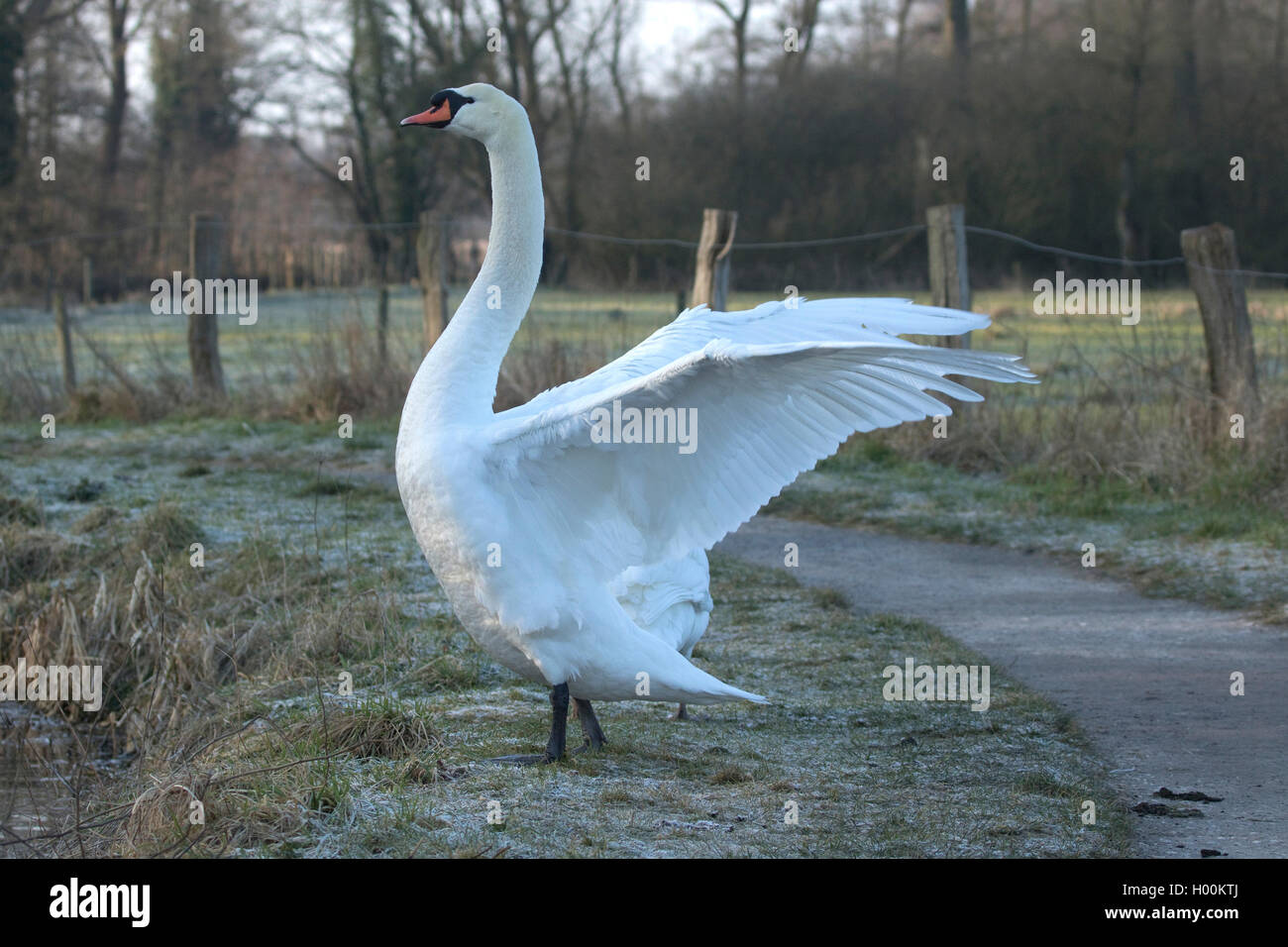 Swan standing wings hi-res stock photography and images - Alamy
