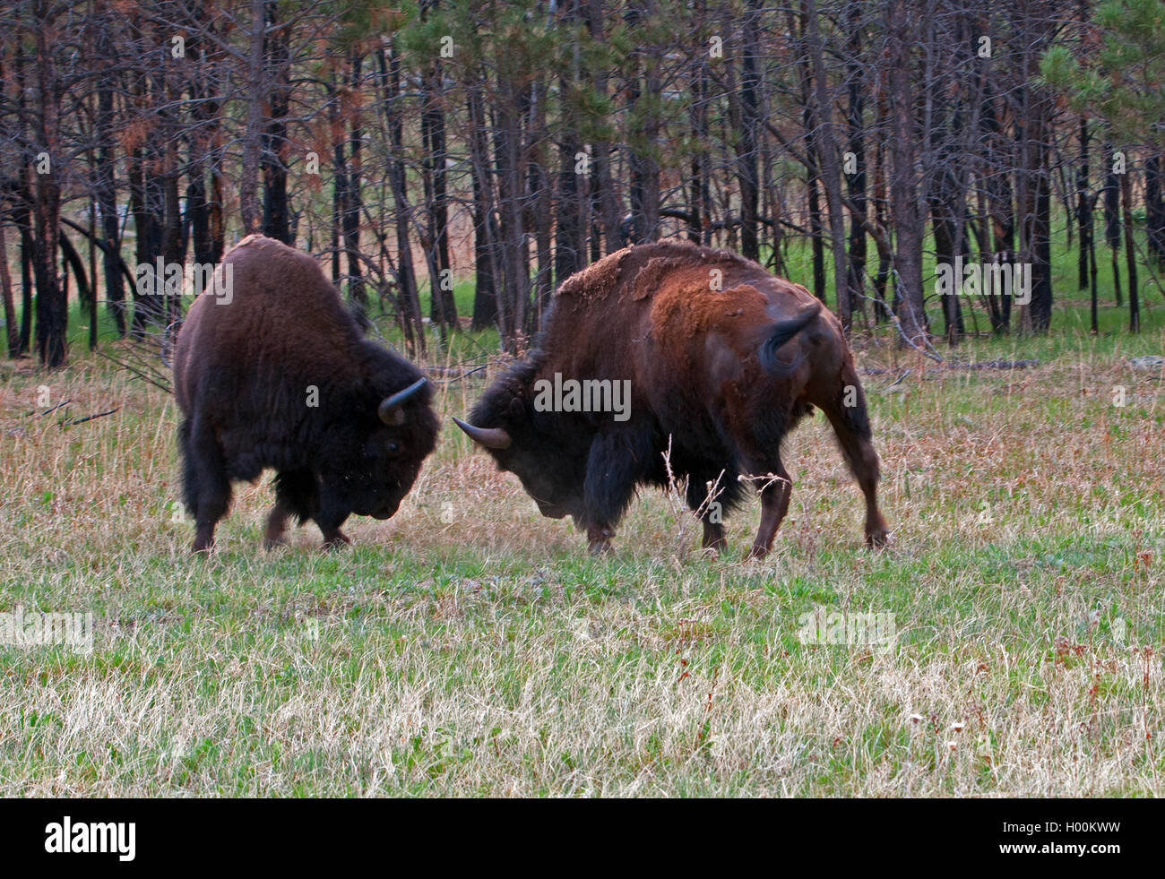 Two american bison buffalo bulls hi-res stock photography and images ...