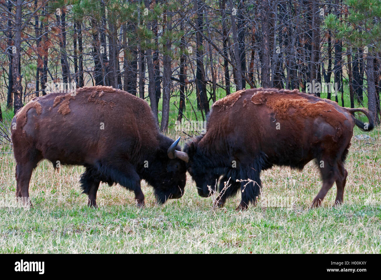 American Bison And Fighting High Resolution Stock Photography and ...