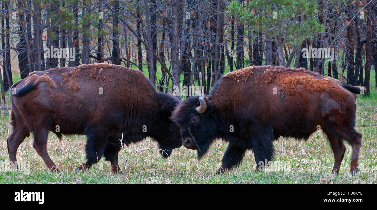 American Bison And Fighting High Resolution Stock Photography and ...
