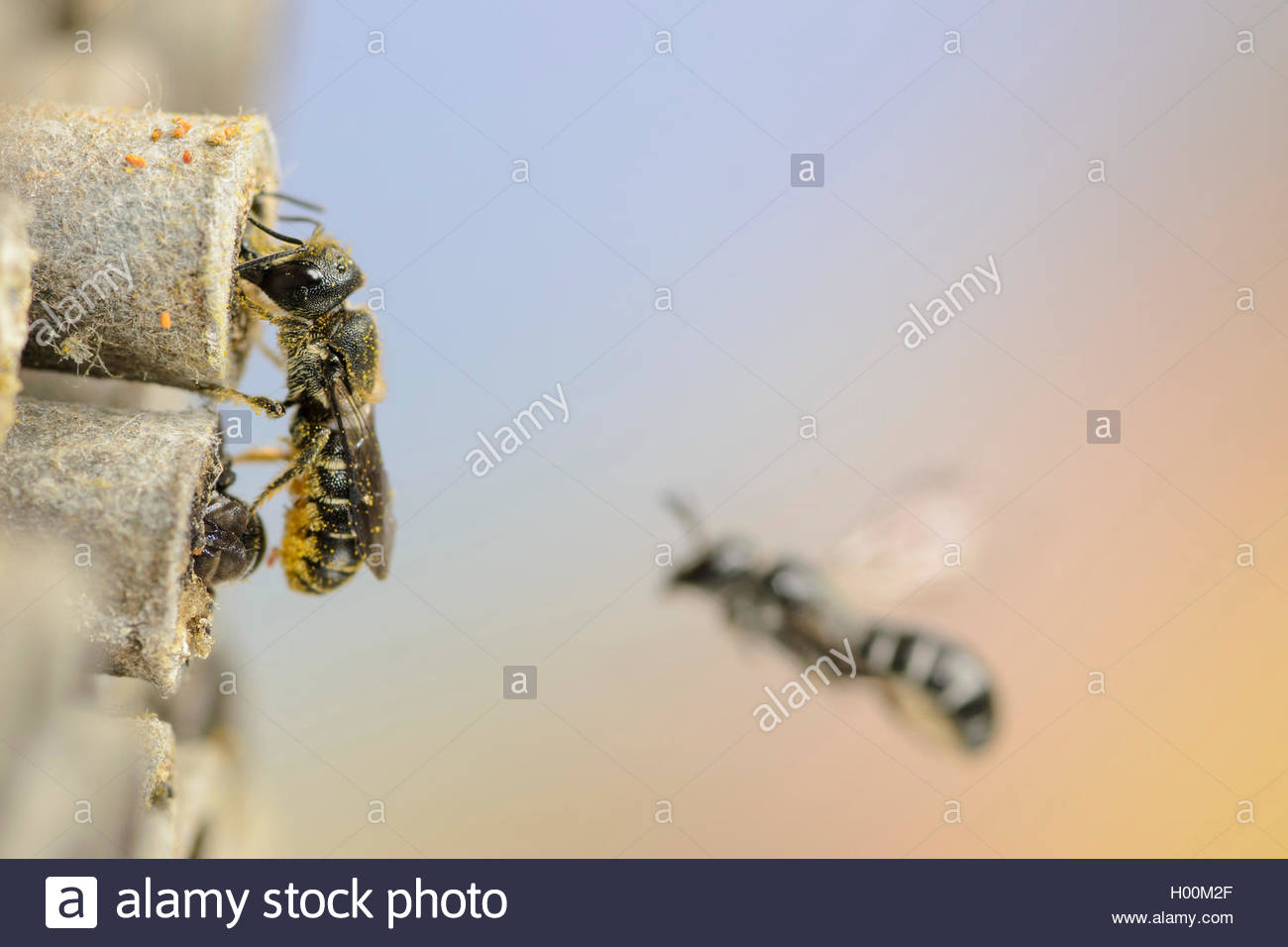 Solitaer Biene High Resolution Stock Photography and Images - Alamy