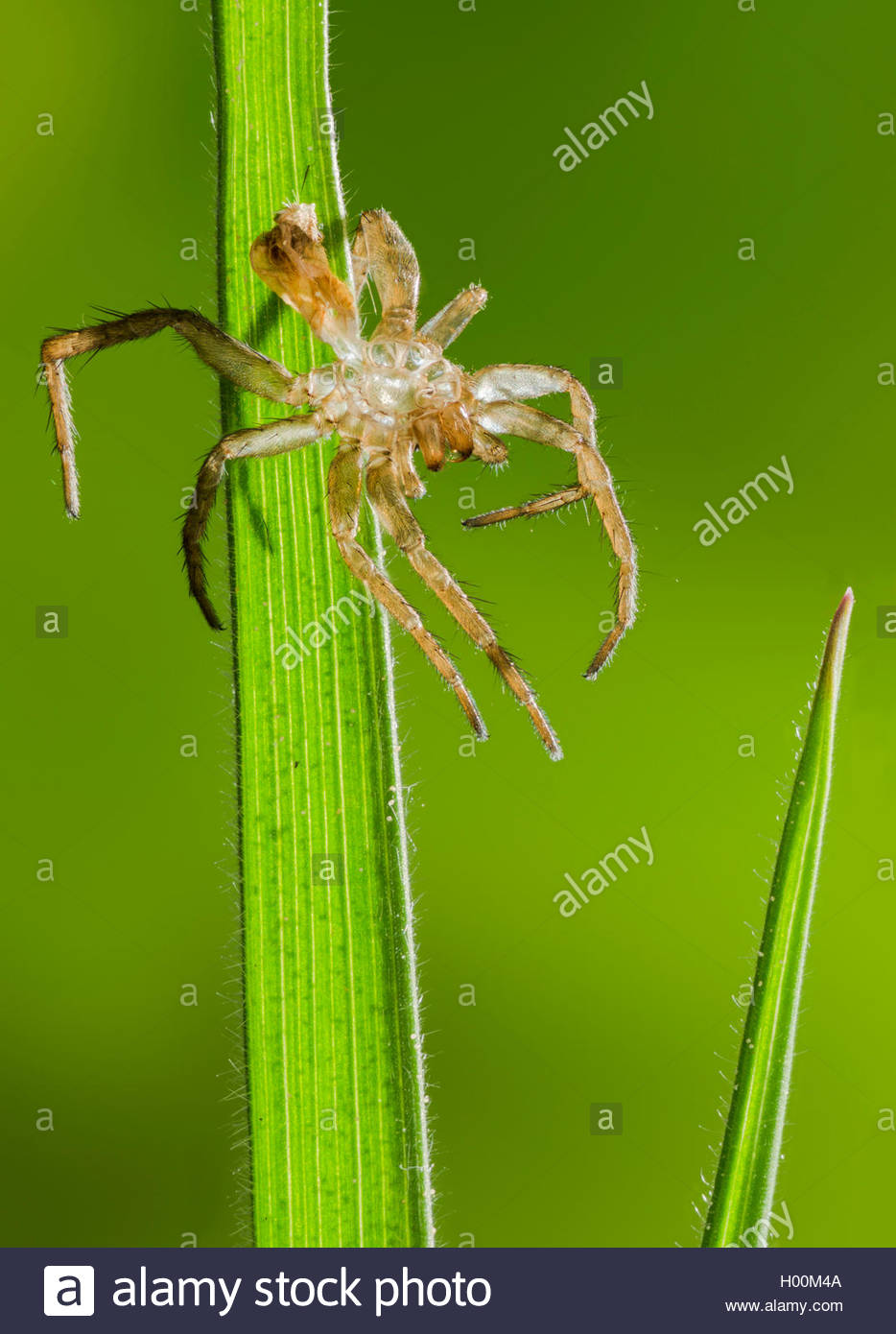 Haeutungen High Resolution Stock Photography and Images - Alamy