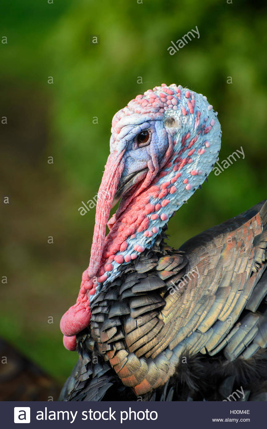 Truthuhn High Resolution Stock Photography and Images - Alamy