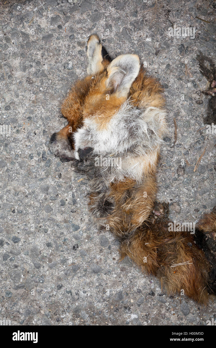 Roadkill, a fox lies flattened and dried out on the road Stock Photo ...