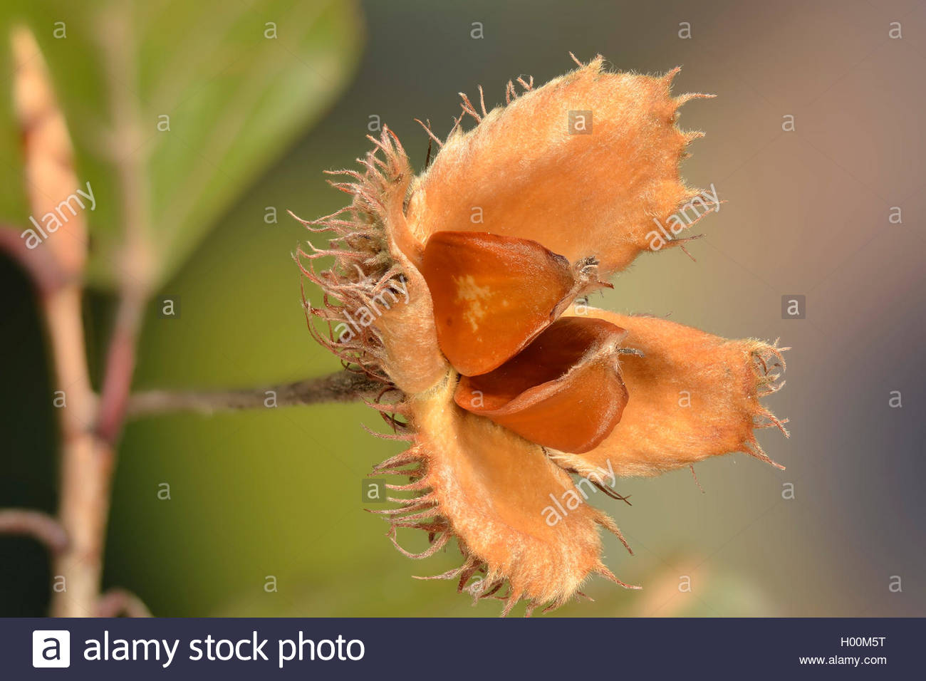 Bucheckern Stock Photos & Bucheckern Stock Images - Alamy