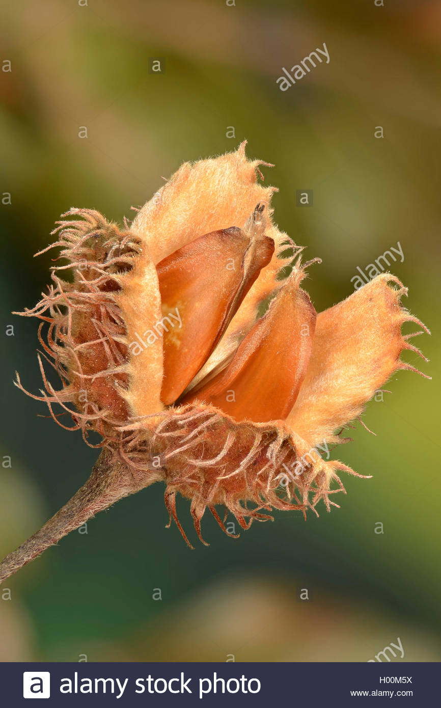 Buchecker High Resolution Stock Photography and Images - Alamy