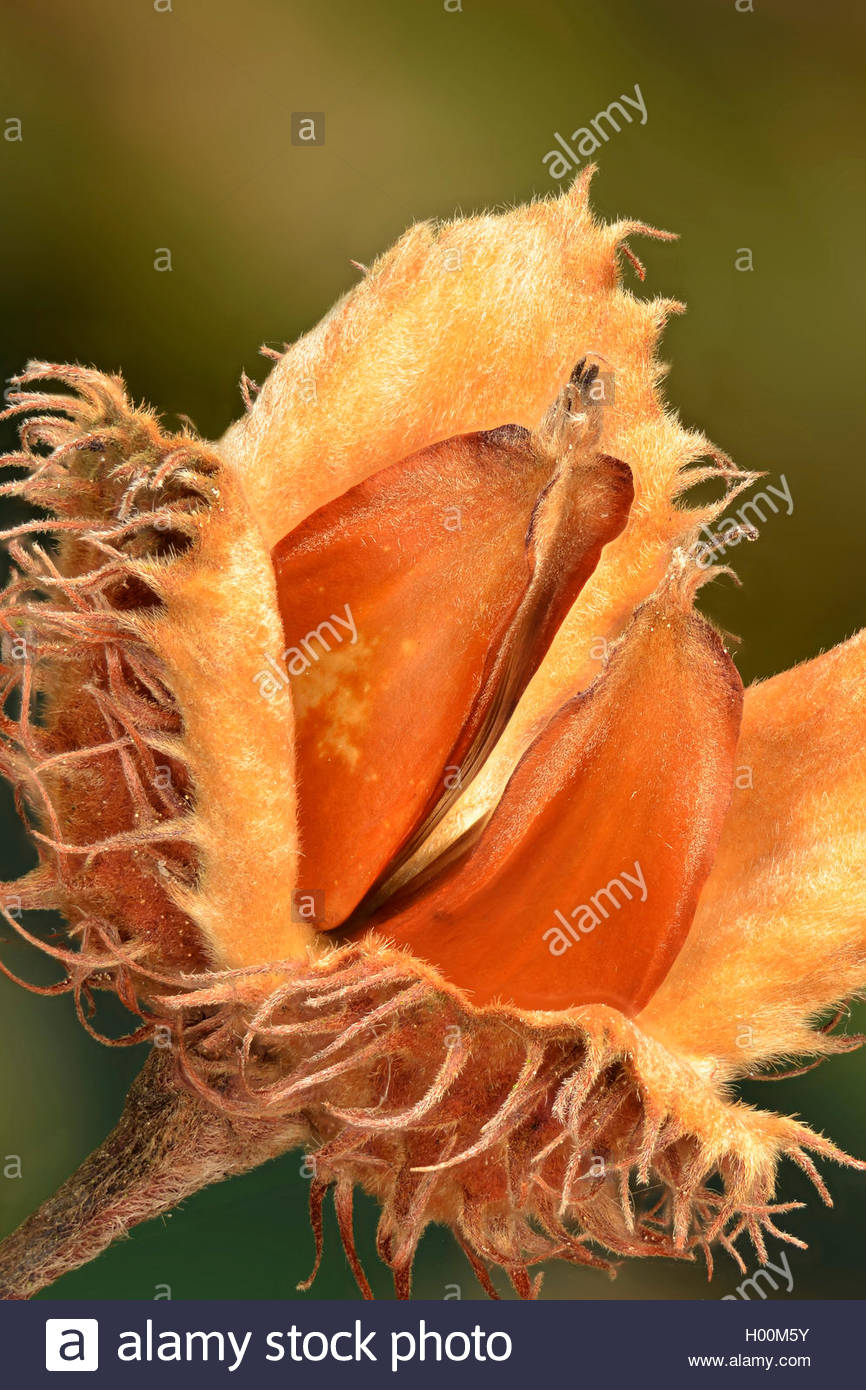 Buchecker High Resolution Stock Photography and Images - Alamy