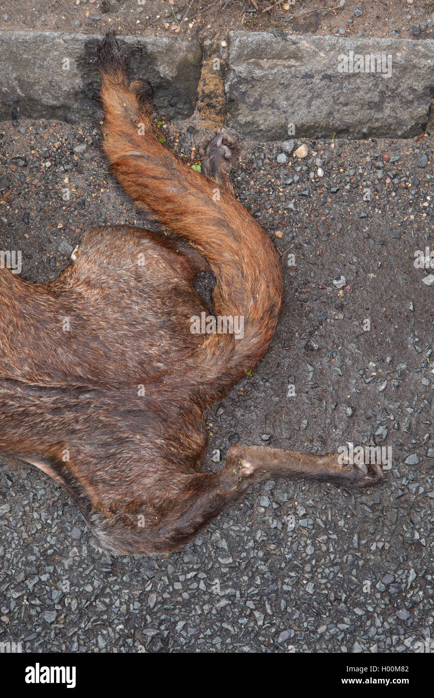 Roadkill fox hi-res stock photography and images - Alamy