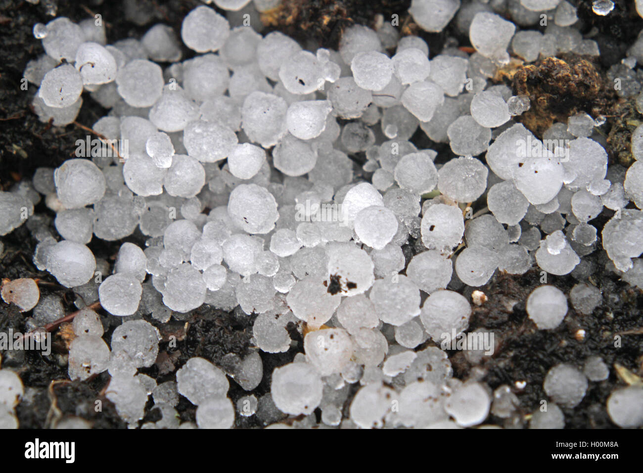 graupel pellets after shower, Germany Stock Photo - Alamy
