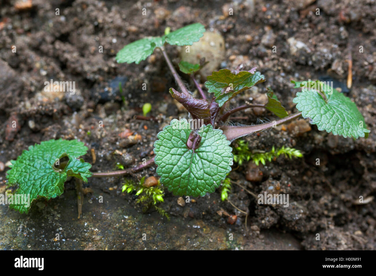 Garlic mustard, Hedge Garlic, Jack-by-the-Hedge (Alliaria petiolata ...