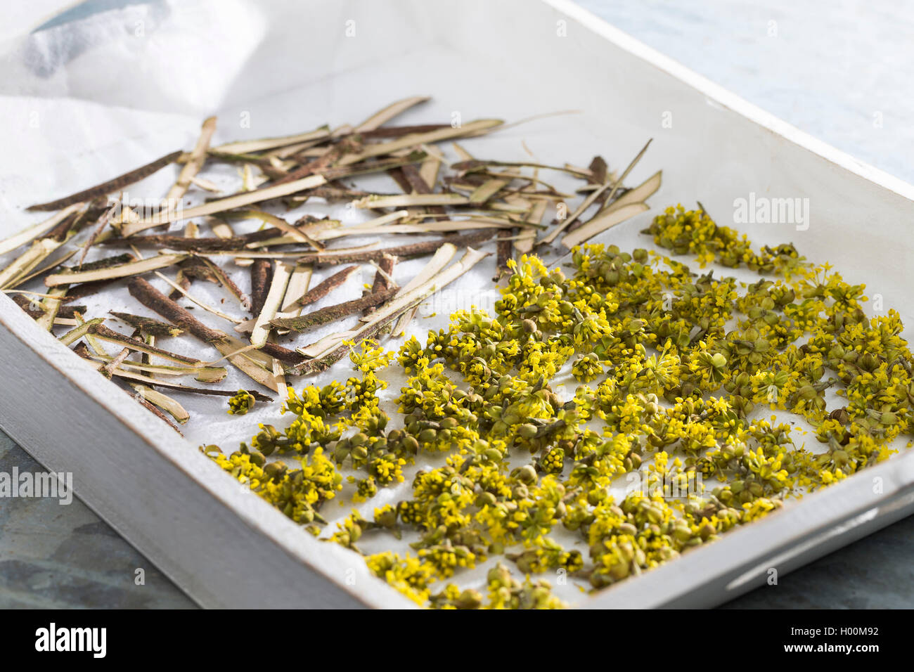 cornelian cherry wood (Cornus mas), collected flowers and bark Stock ...