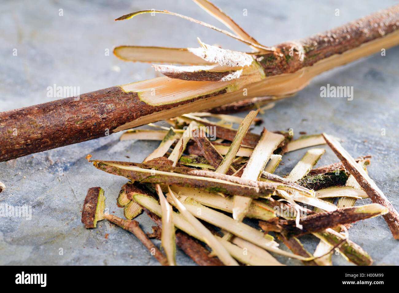 cornelian cherry wood (Cornus mas), bark is peeled , Germany Stock ...