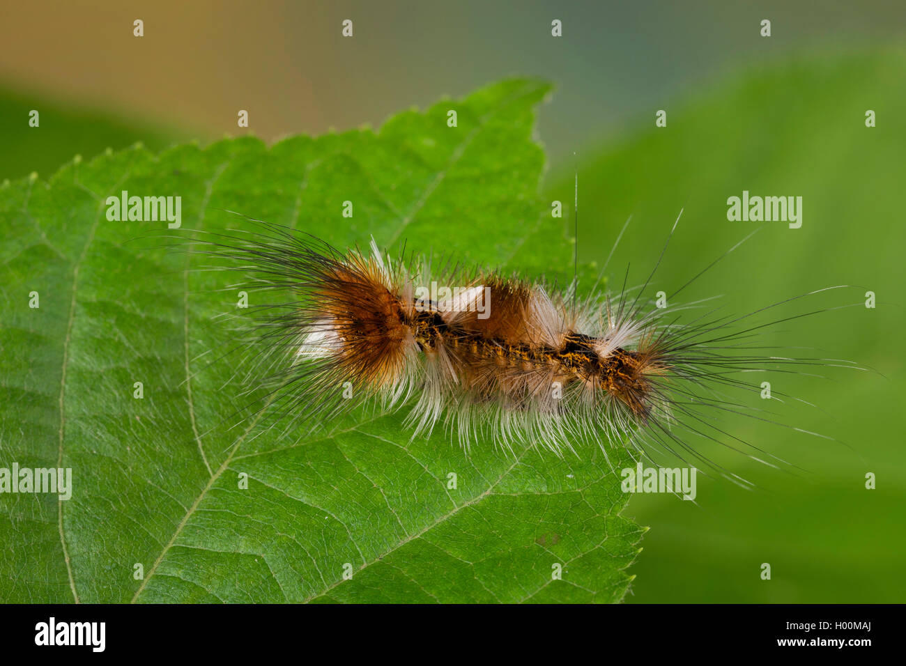 Black v moth hi-res stock photography and images - Alamy