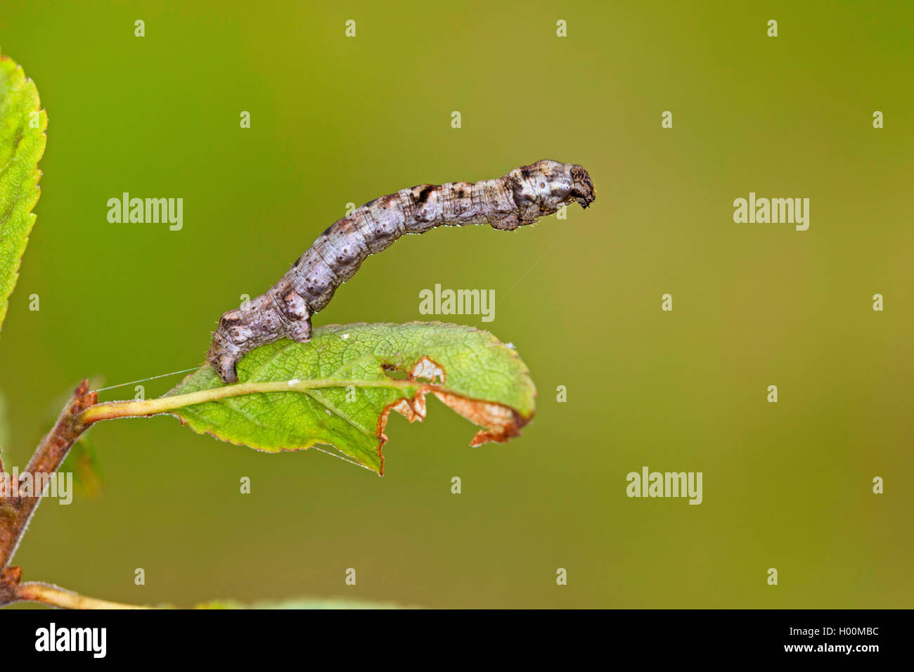 Caterpillar leaf plum hi-res stock photography and images - Alamy