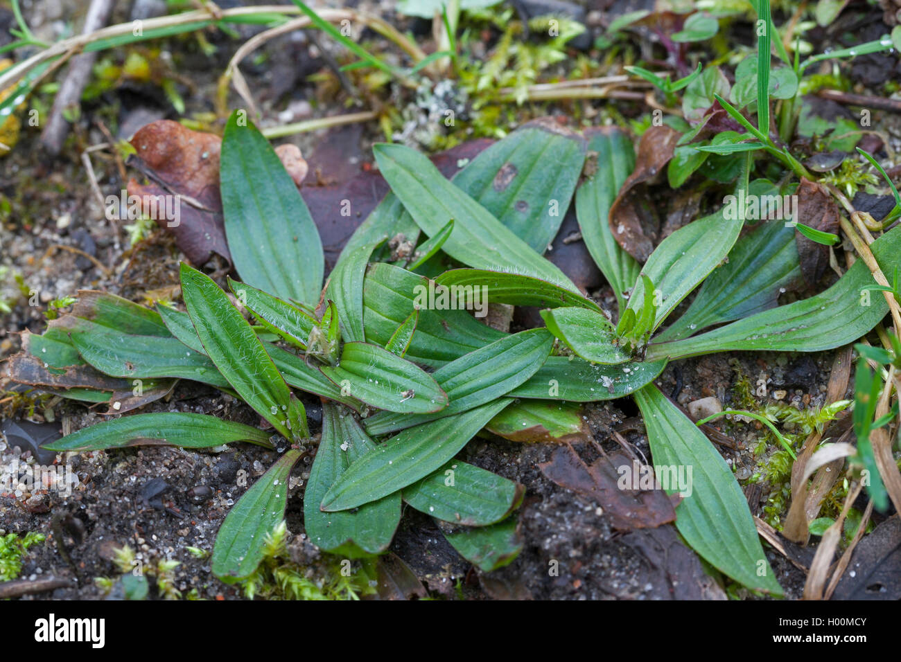 buckhorn plantain, English plantain, ribwort plantain, rib grass ...