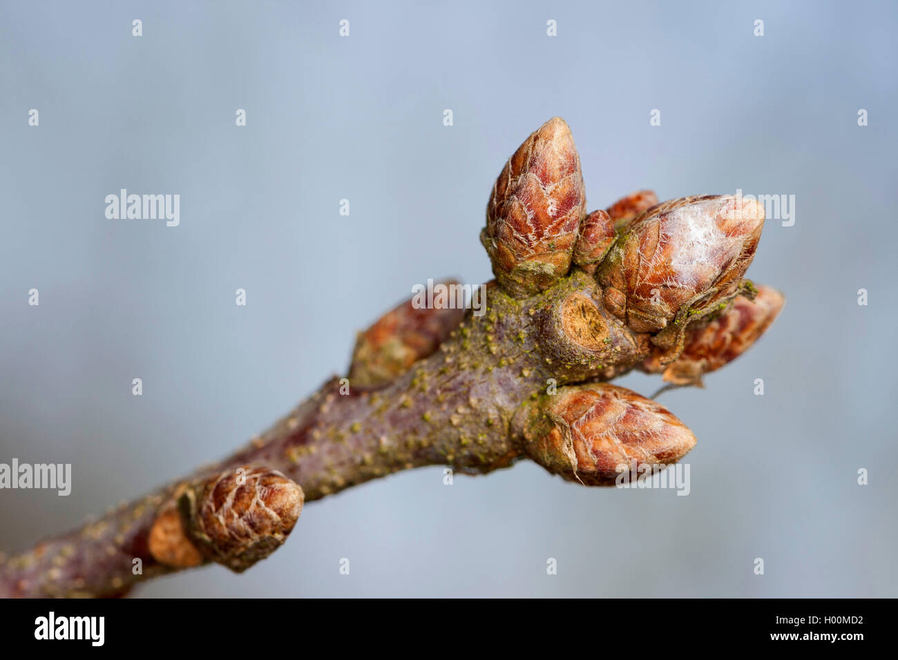 English oak quercus robur buds hi-res stock photography and images - Alamy