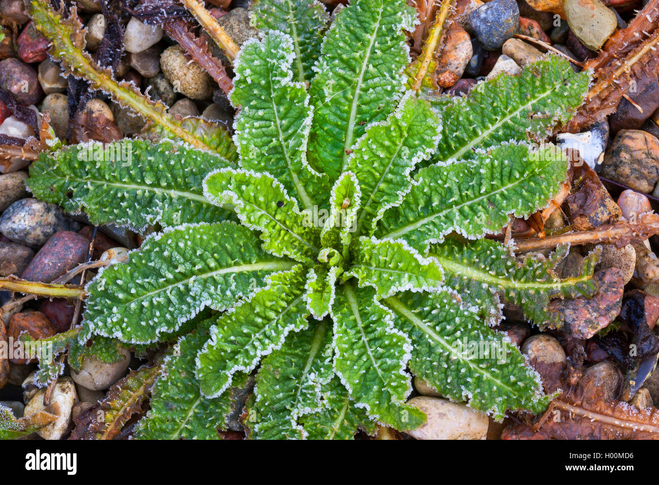 Wild teasel, Fuller's teasel, Common teasel, Common teazle (Dipsacus ...