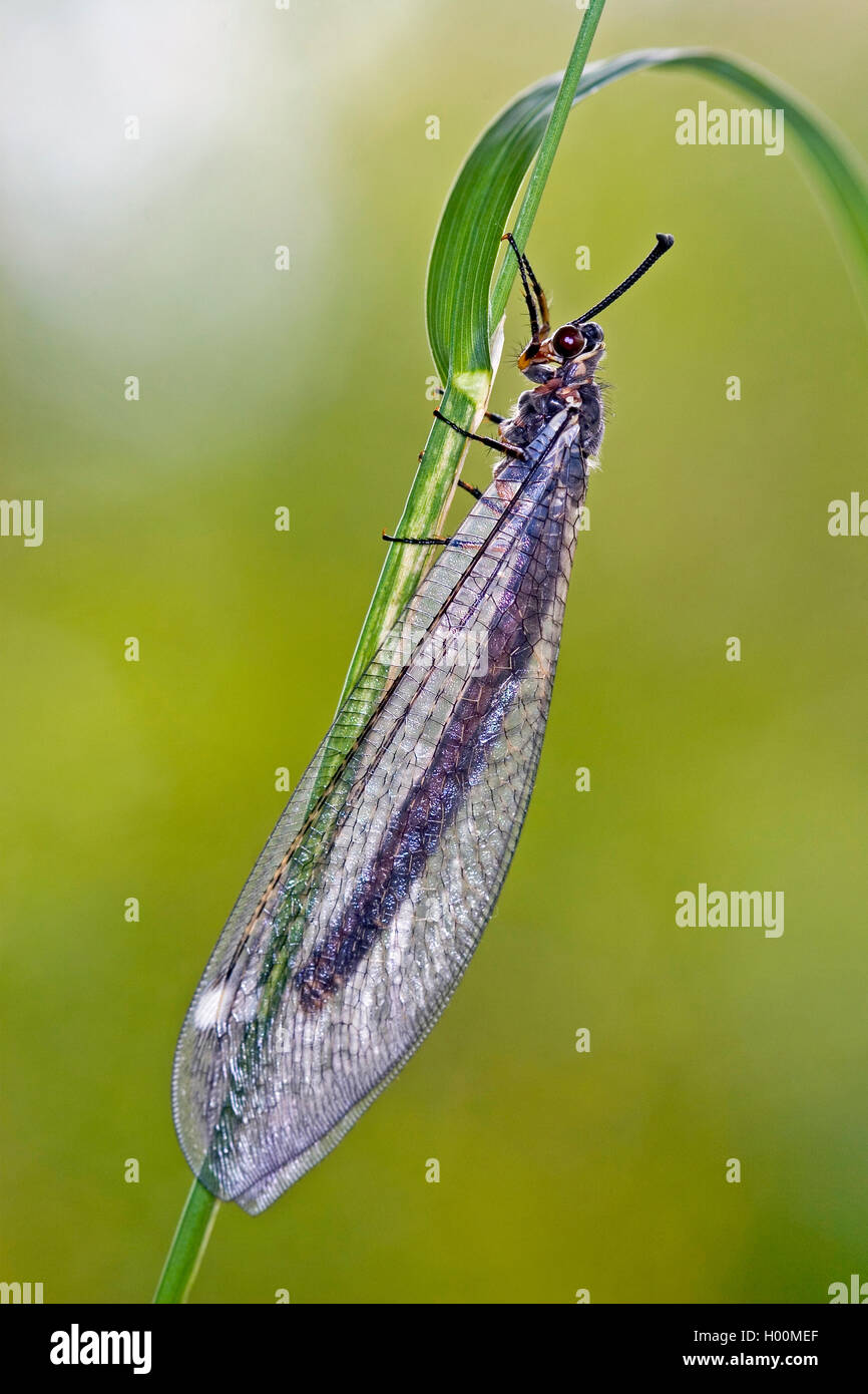 Myrmeleon formicarius antlion ant lion hi-res stock photography and ...