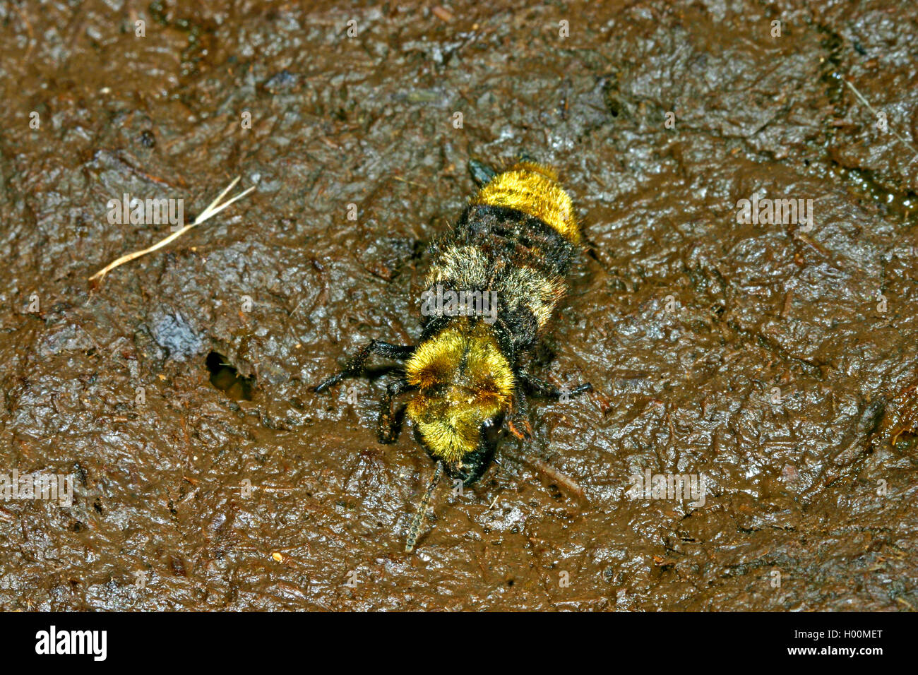 rove beetle (Emus hirtus), on muddy ground, Germany Stock Photo - Alamy