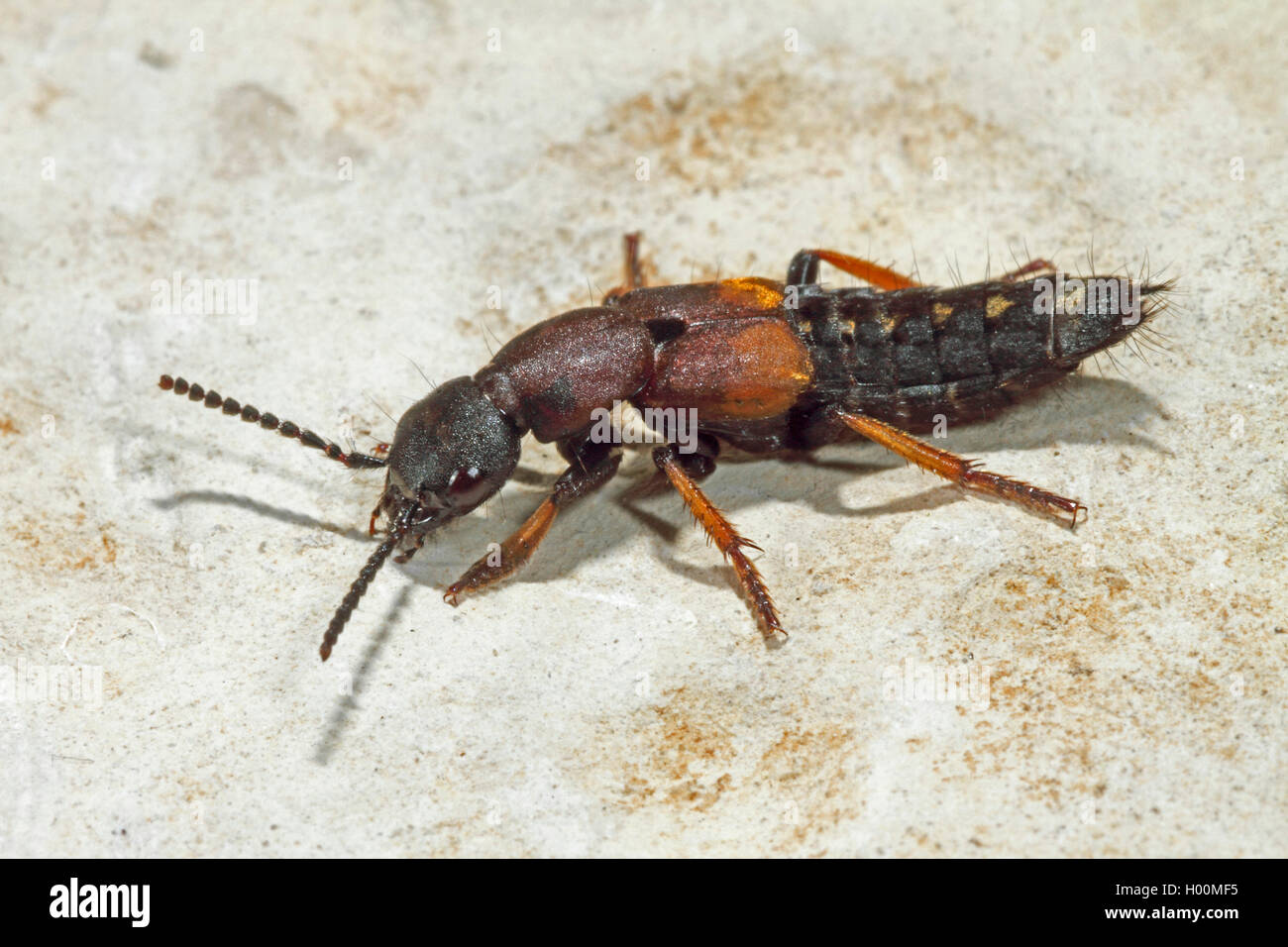 Rove beetle (Staphylinus fossor, Dinothenarus fossor, Parabemus fossor ...