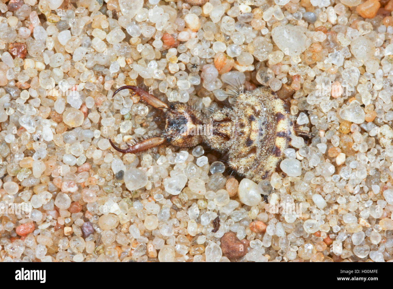 Antlion larva hi-res stock photography and images - Alamy