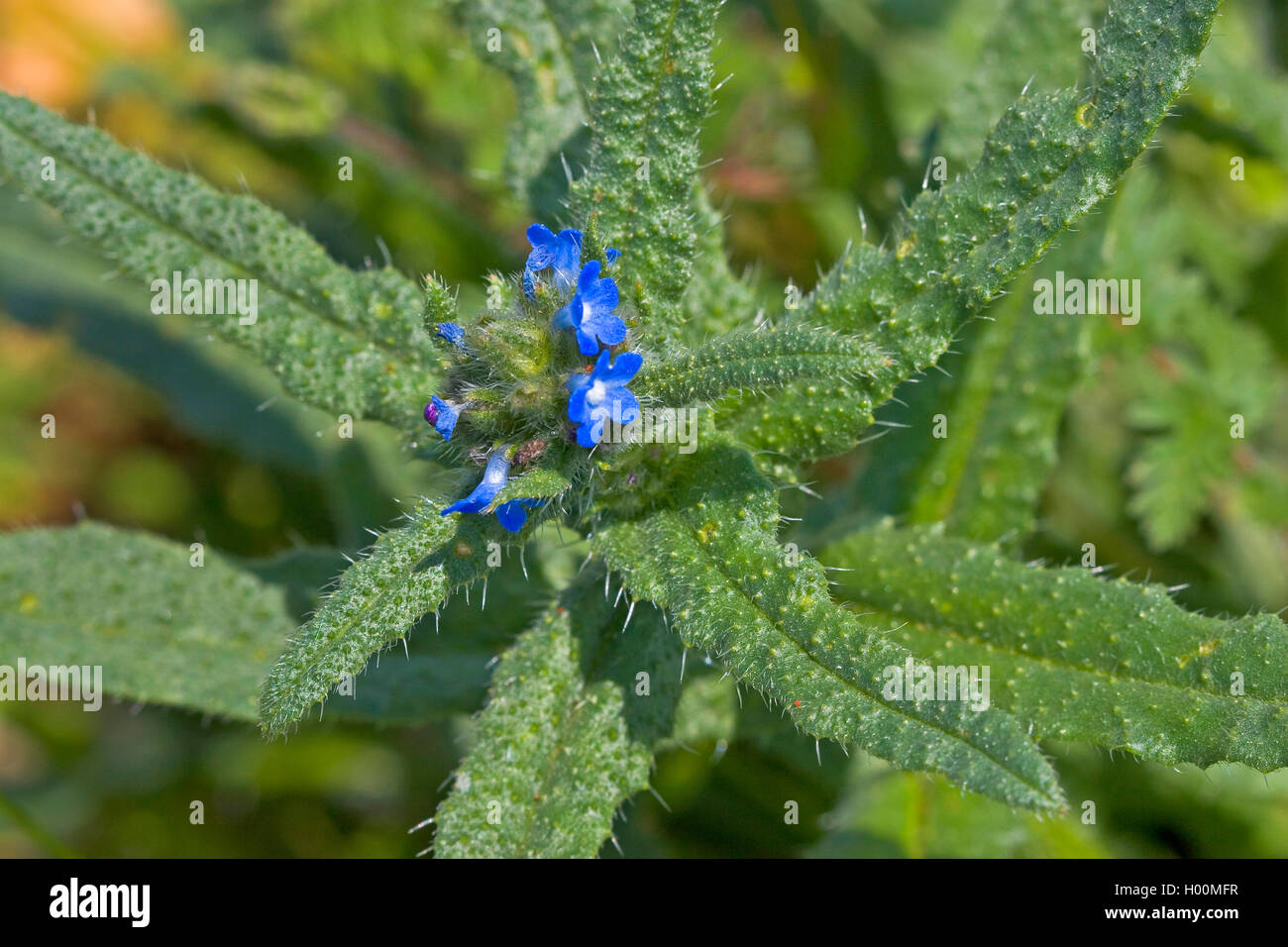 Annual bugloss, Small bugloss (Anchusa arvensis), blooming, Germany ...