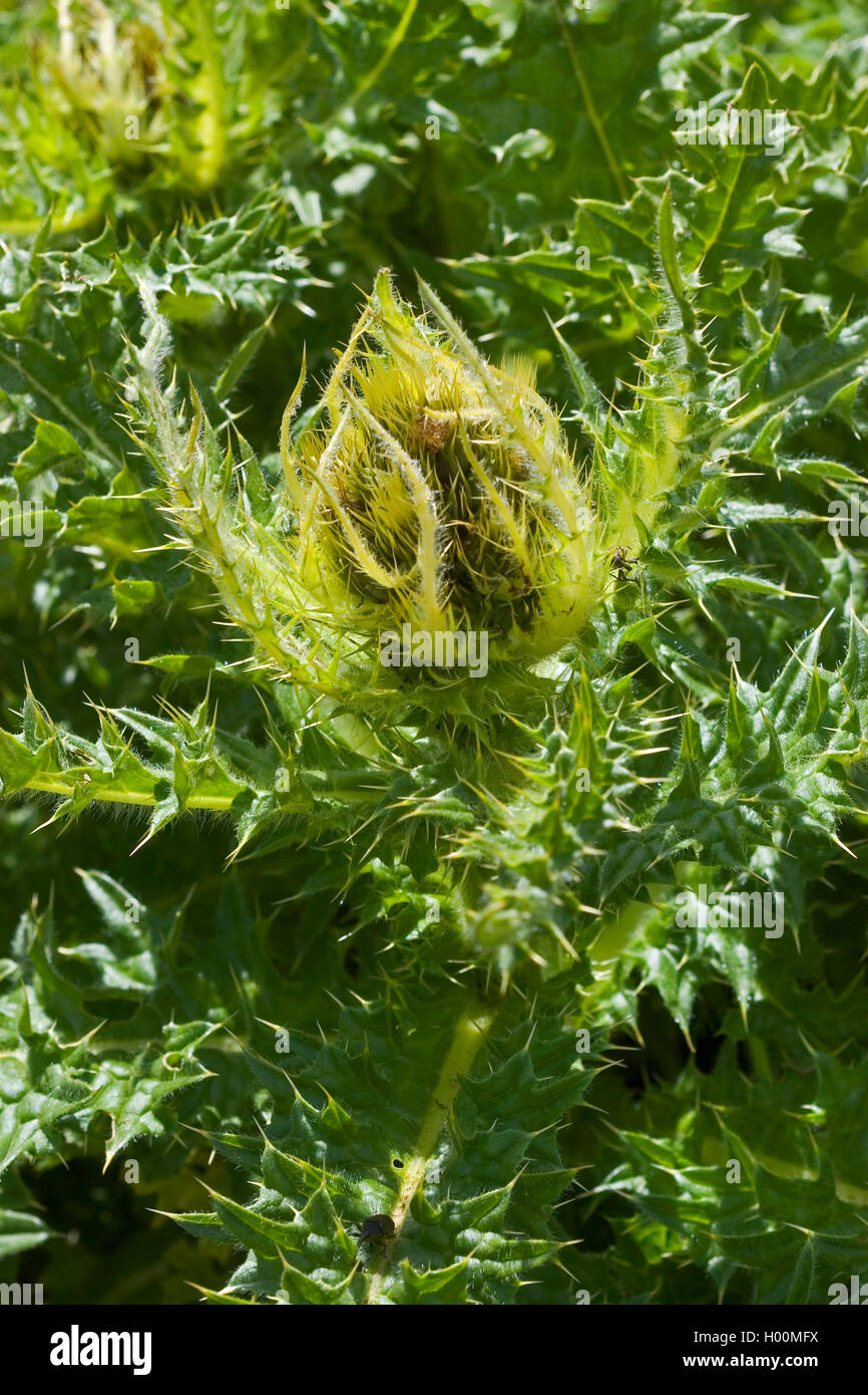 yellow thistle (Cirsium spinosissimum), blooming, Germany Stock Photo ...