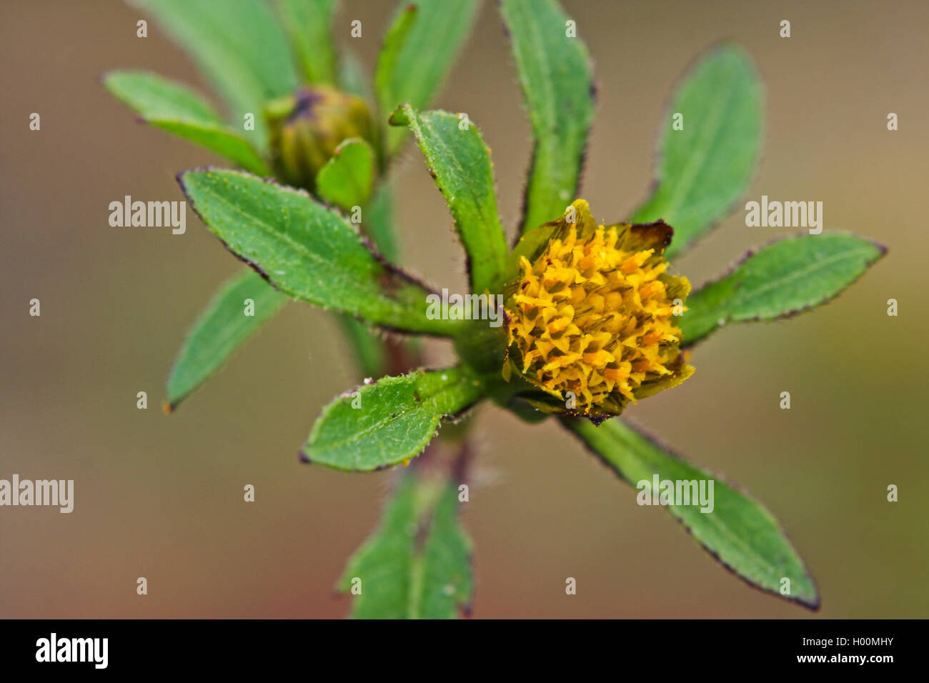 Bur beggar-ticks, Trifid bur-marigold, Water agrimony, Three-lobe ...