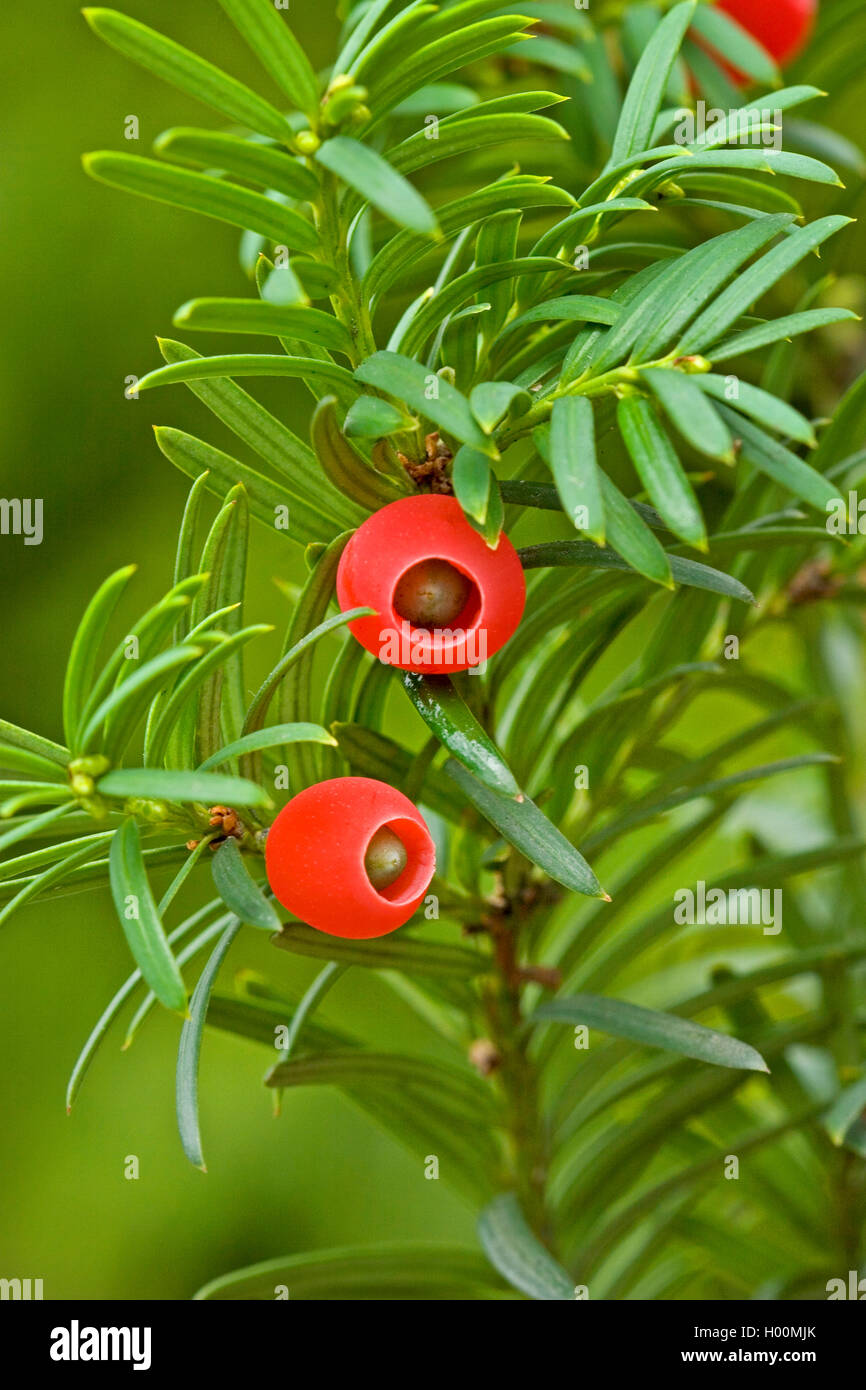 Common yew, English yew, European yew (Taxus baccata), branch with ripe ...