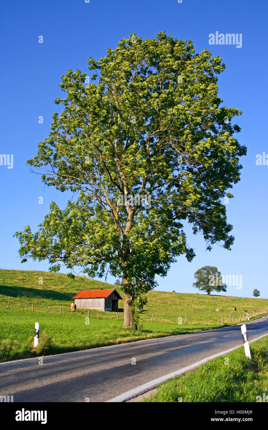 European ash tree hi-res stock photography and images - Alamy