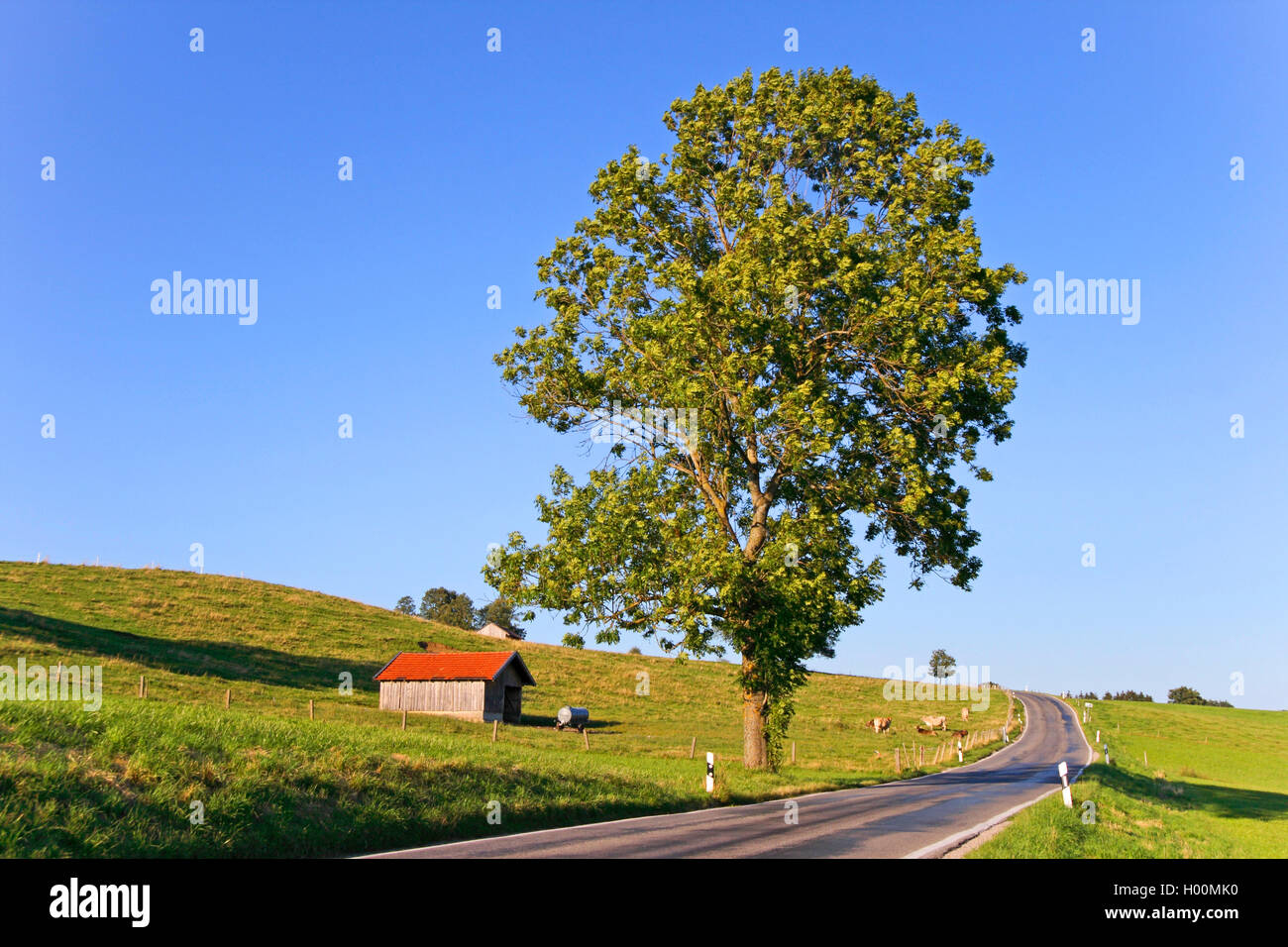 common ash, European ash (Fraxinus excelsior), tree at a country road ...