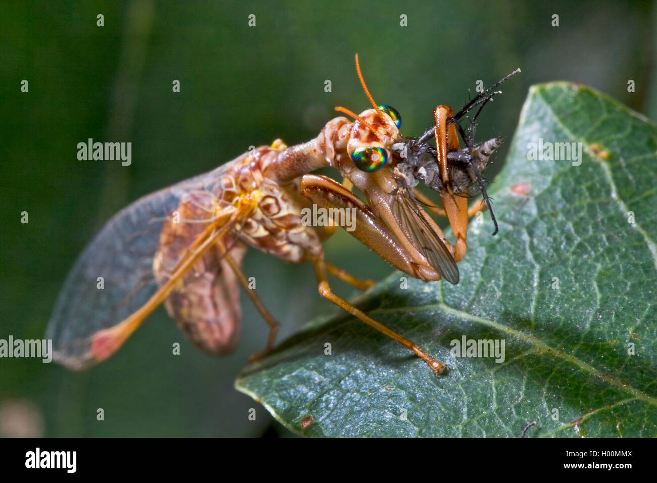 Mantis fly mantispidae hi-res stock photography and images - Alamy