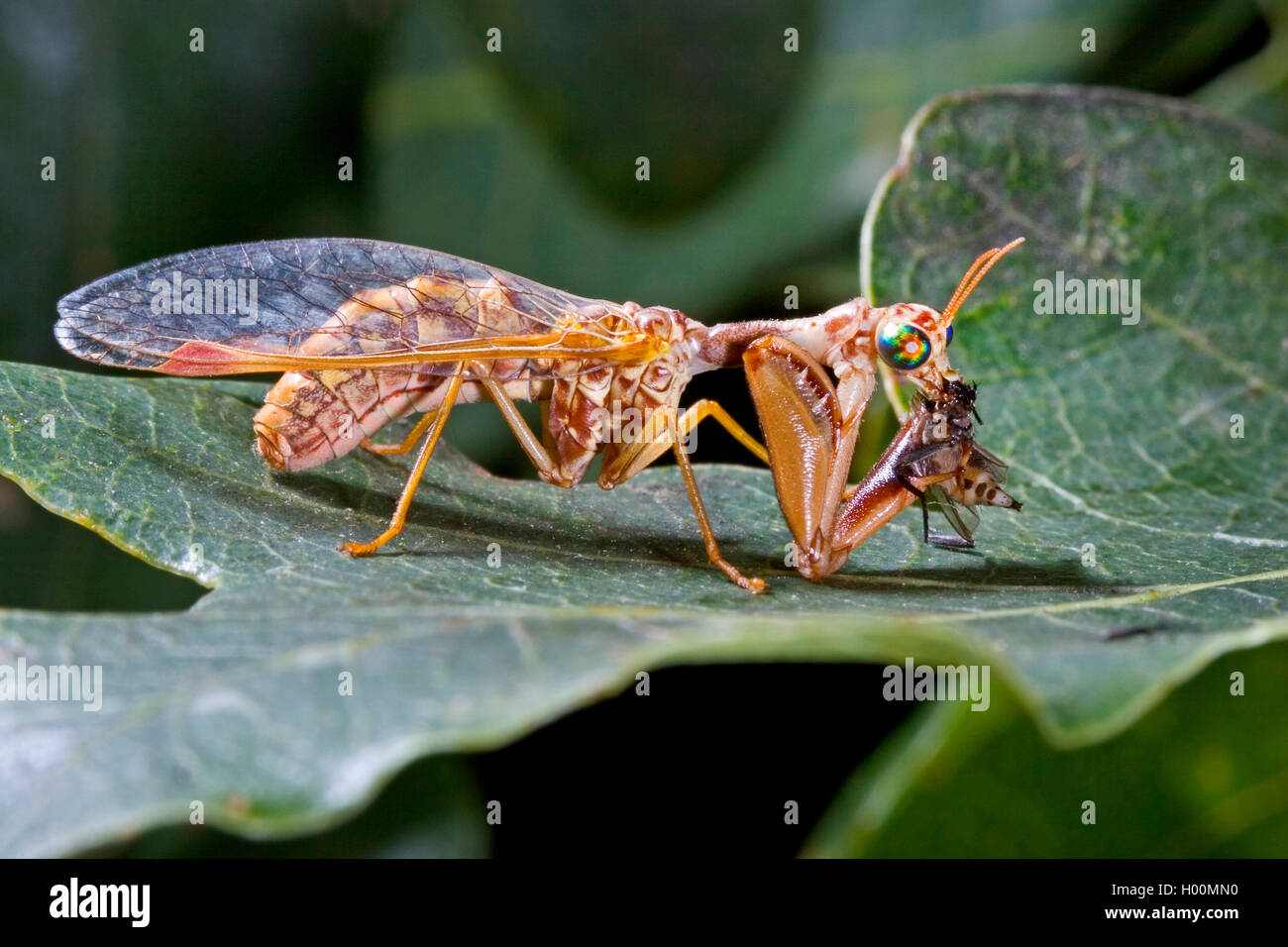 Mantis fly mantispidae hi-res stock photography and images - Alamy