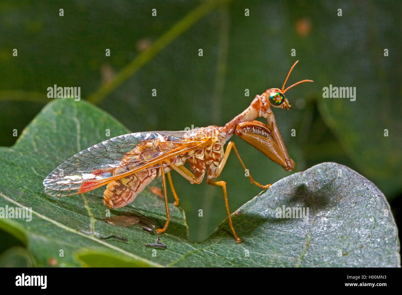 Mantis fly mantispidae hi-res stock photography and images - Alamy