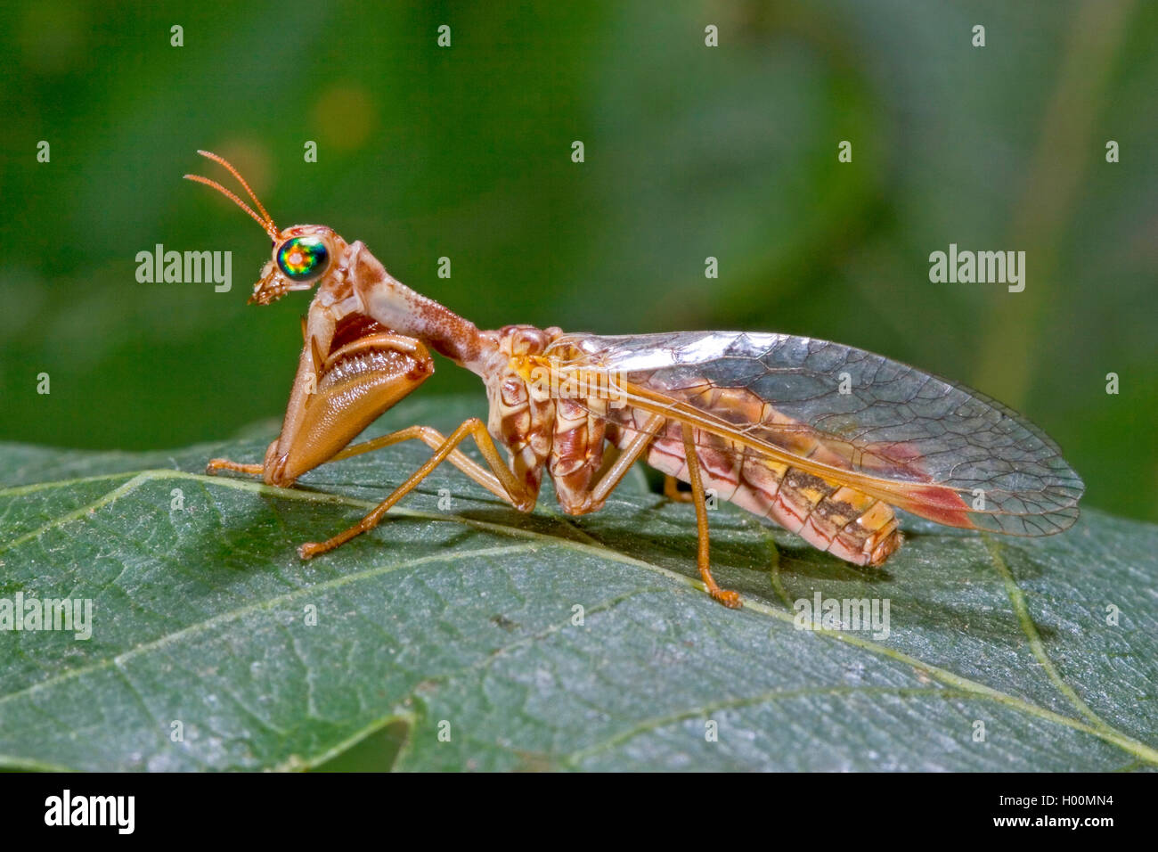 Steirische Fanghaft (Mantispa styriaca, Poda pagana, Mantispa pagana ...