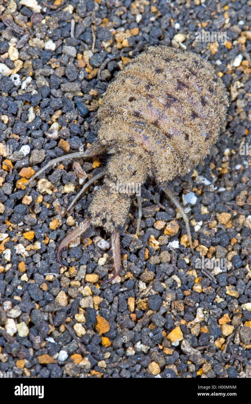European antlion (Euroleon nostras), larva, antlion, Germany Stock ...