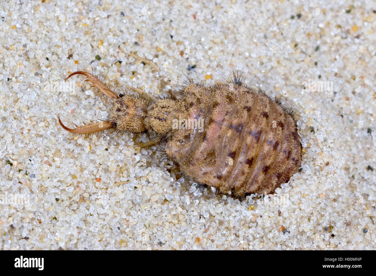 European antlion (Euroleon nostras), larva, antlion, Germany Stock ...