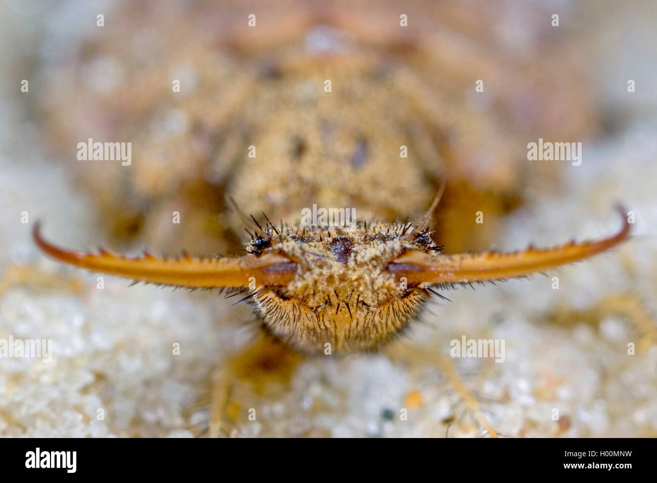 European antlion (Euroleon nostras), larva, antlion, Germany Stock ...
