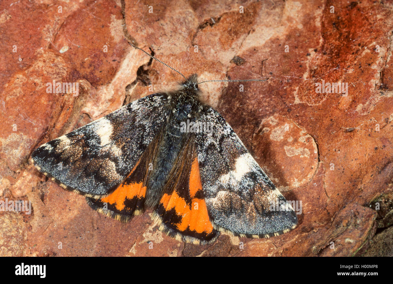 Underwing Moth Camo