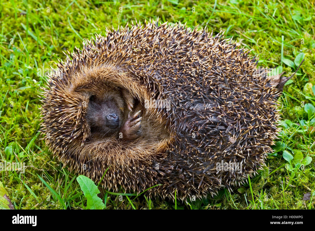 Europaeischer igel hi-res stock photography and images - Alamy