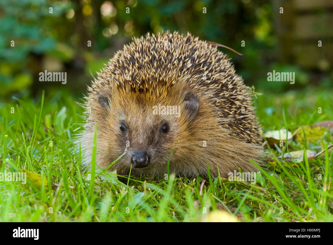 Europaeischer Igel, Westeuropaeischer Igel, Westigel, West-Igel ...
