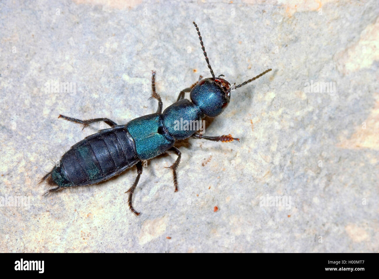 Blue Rove-Beetle, Blue Rove Beetle (Ocypus ophthalmicus), on a stone ...