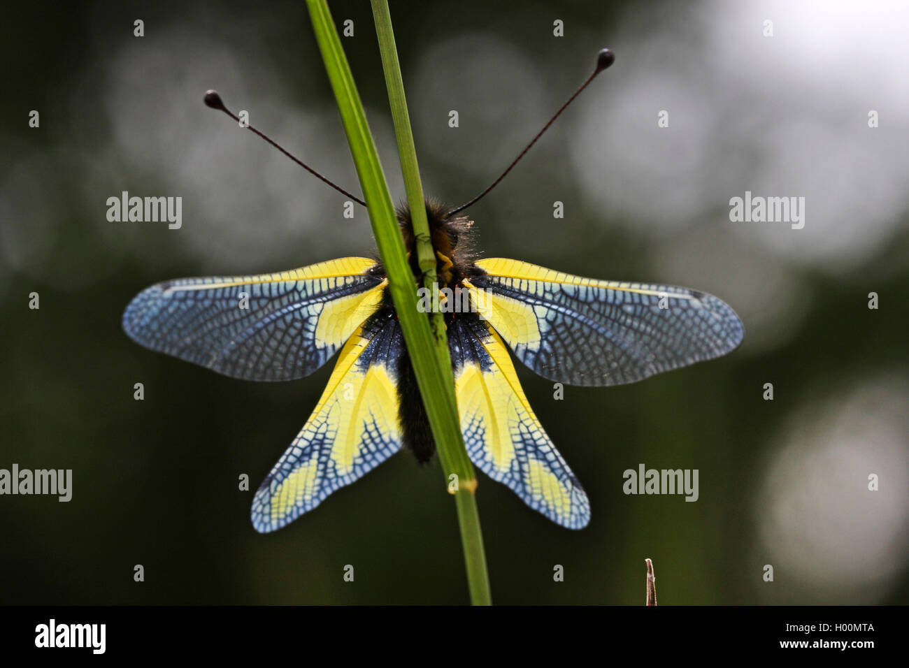 Owly sulphur (Libelloides coccajus, Libelloides coccaius, Ascalaphus ...