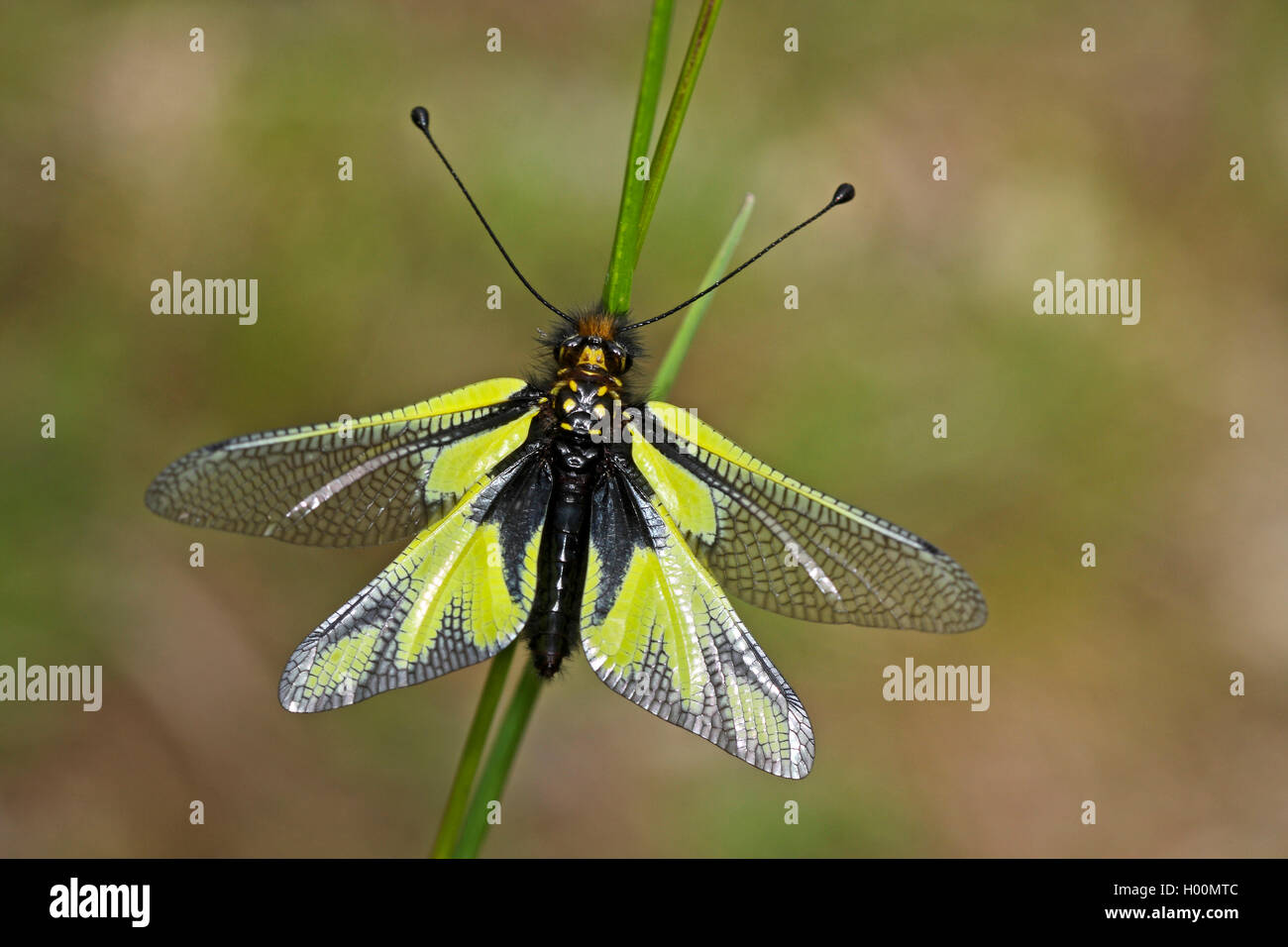 Owly sulphur (Libelloides coccajus, Libelloides coccaius, Ascalaphus ...